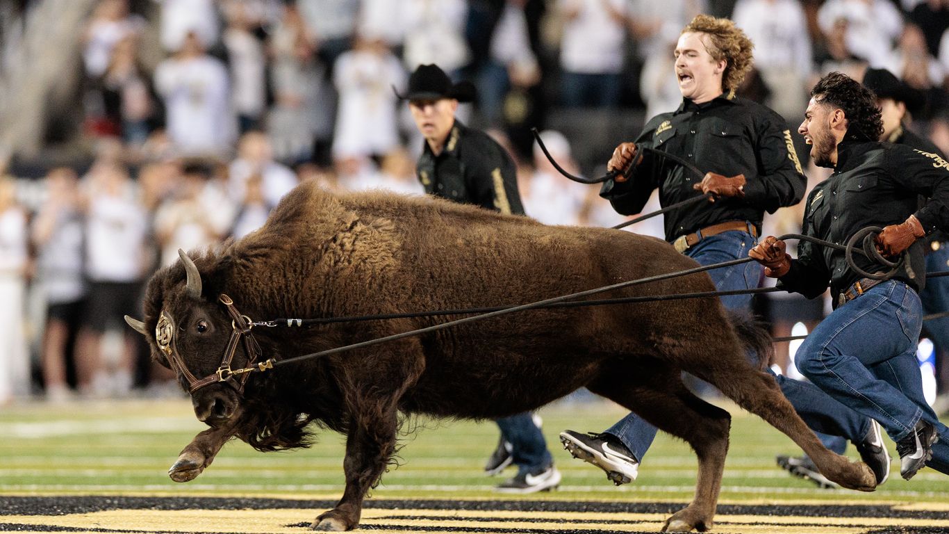 Ralphie VII bolts onto the field at CU debut