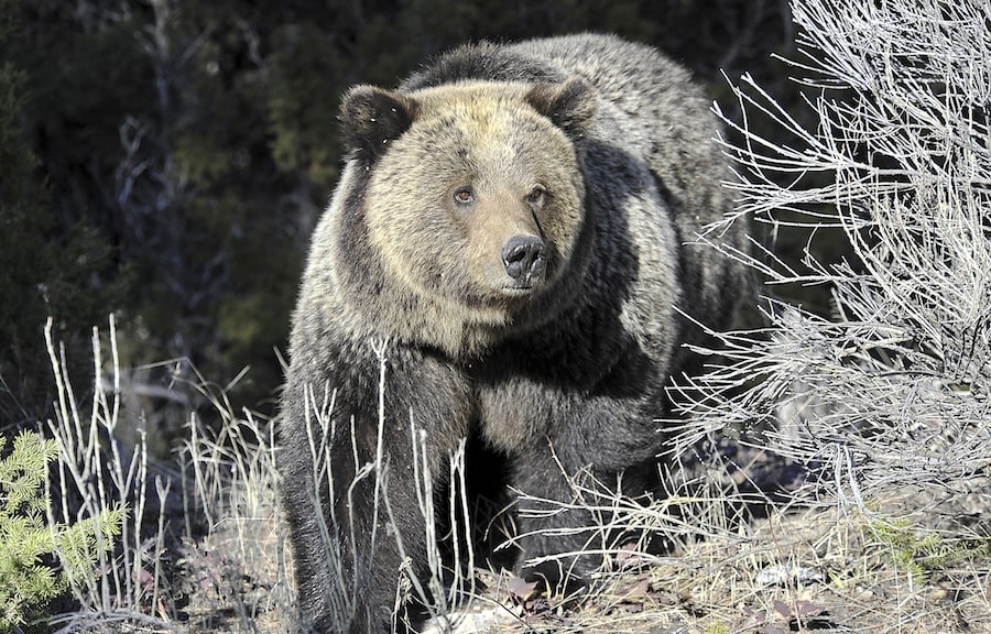 Federal judge stops grazing in grizzly habitat near Yellowstone
