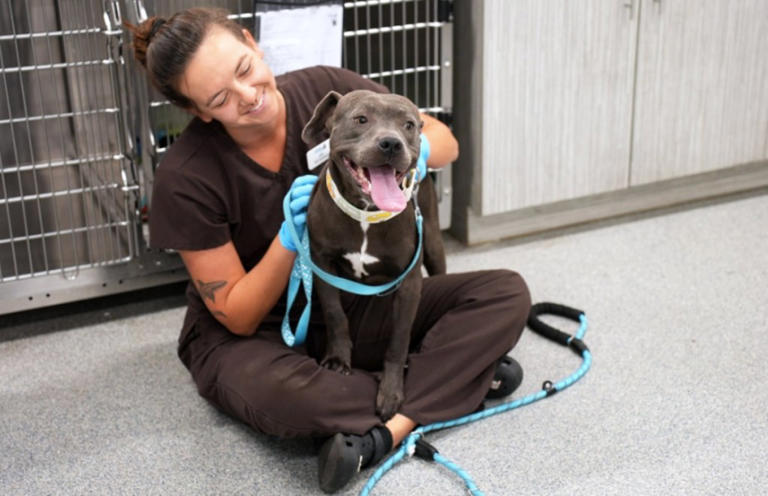 New statewide animal protection, vet care laws to take effect Jan. 1