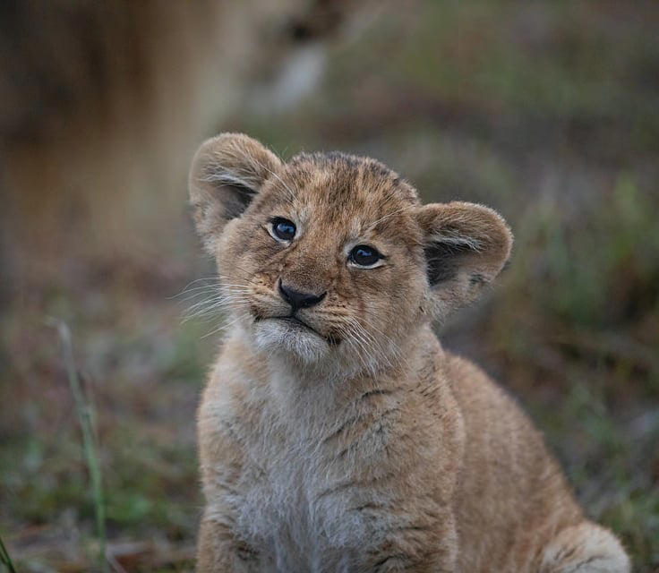 Animal Instincts