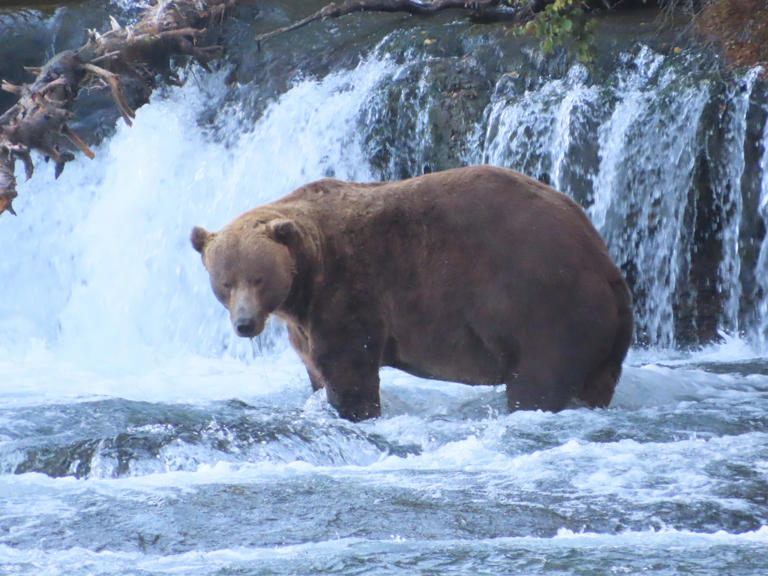 Fat Bear Week 2025 Bracket: Meet the contestants