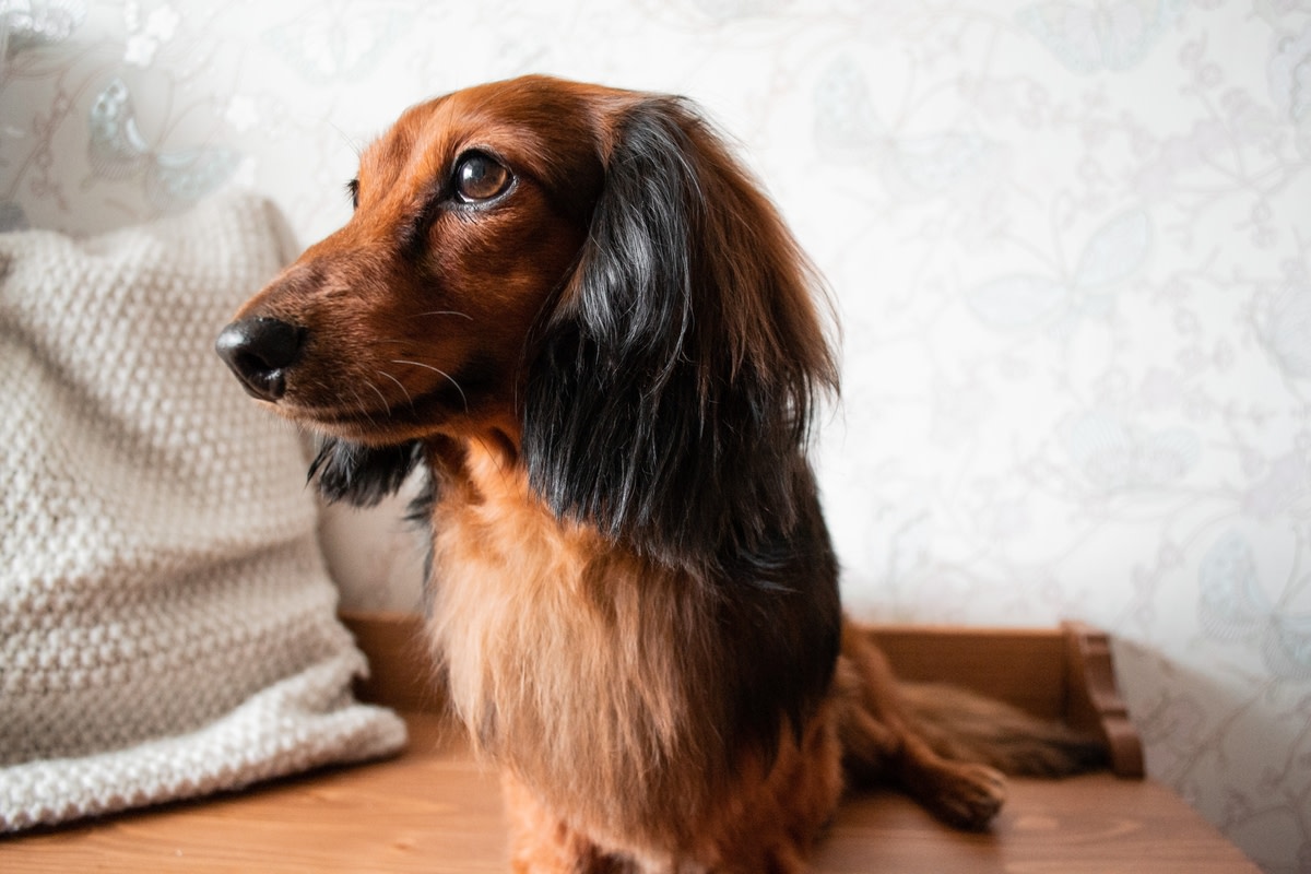 Dachshund's Funny Way of Sitting Looks Like a Human Who's Waiting for a ...