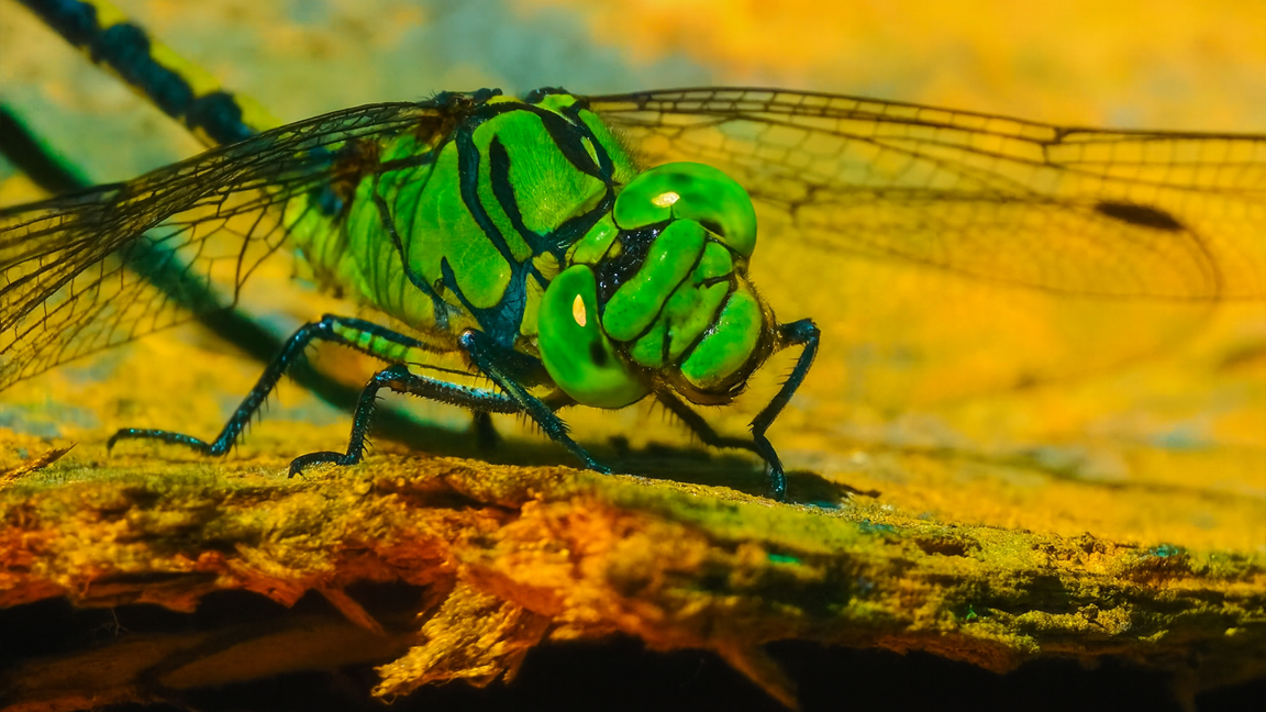 Dragonfly Macro – Stunning 4K Close-Up Details