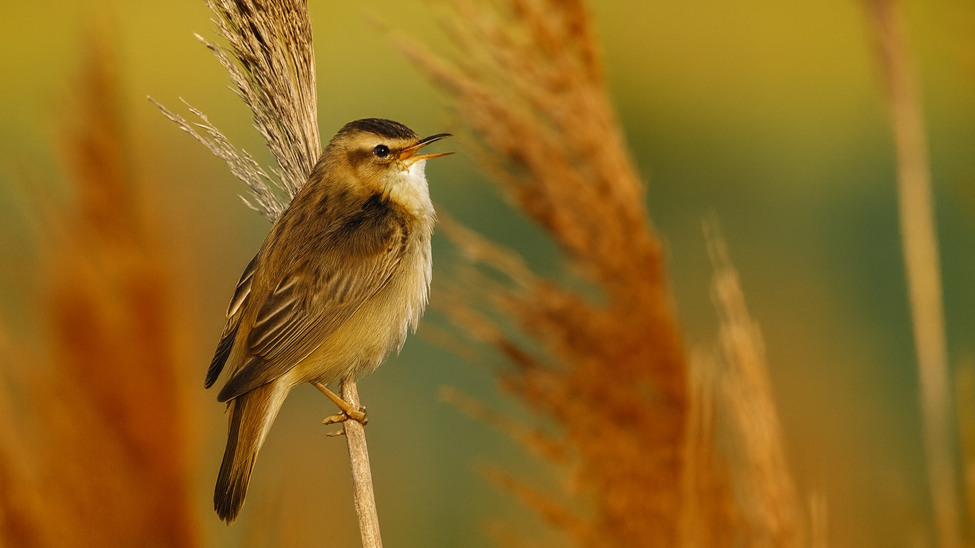 Bird Sounds in Their Natural Habitat