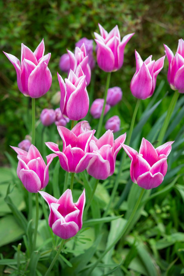 The best time to plant tulip bulbs for a spring garden full of colour