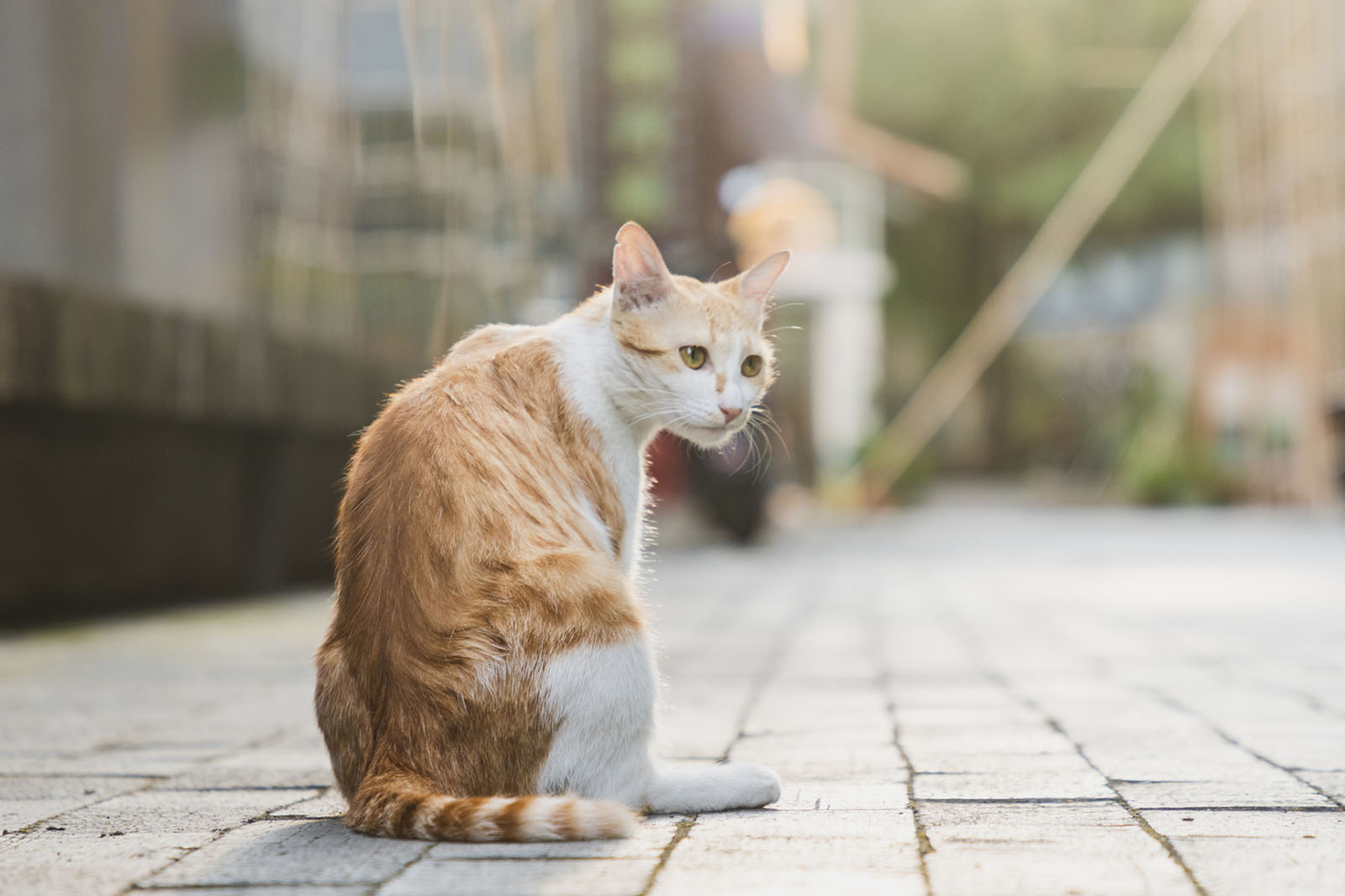 What to Do If You Find a Stray Cat