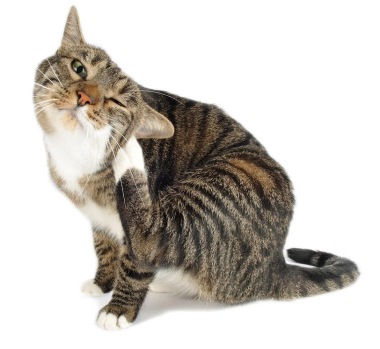 Cómo cuidar a un gato con sarna: síntomas, tratamiento y limpieza del hogar