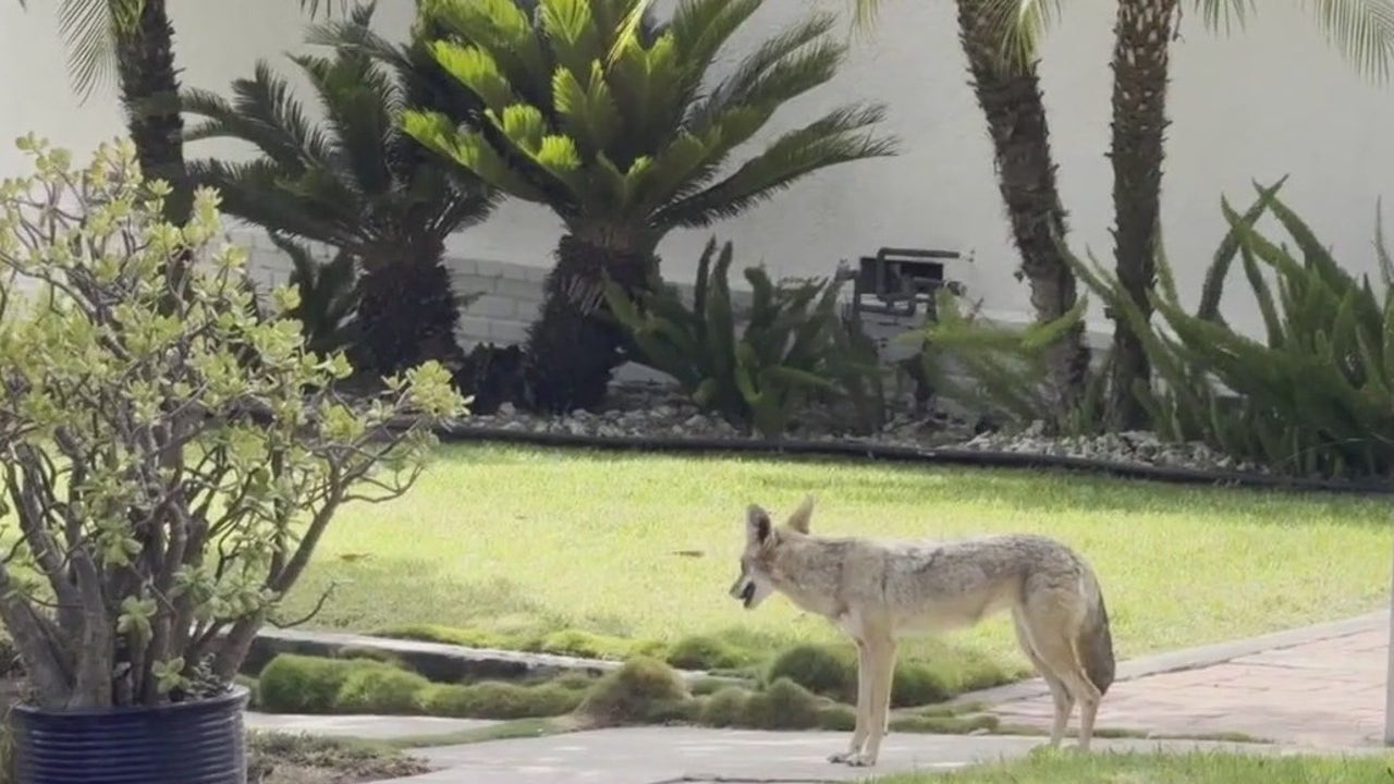 Playa del Rey residents terrified as coyotes roam neighborhood