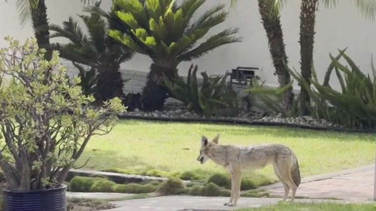 Playa del Rey residents terrified as coyotes roam neighborhood