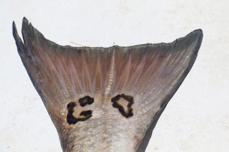 Are These Fish Sending a Message With Their Mysterious Spots?