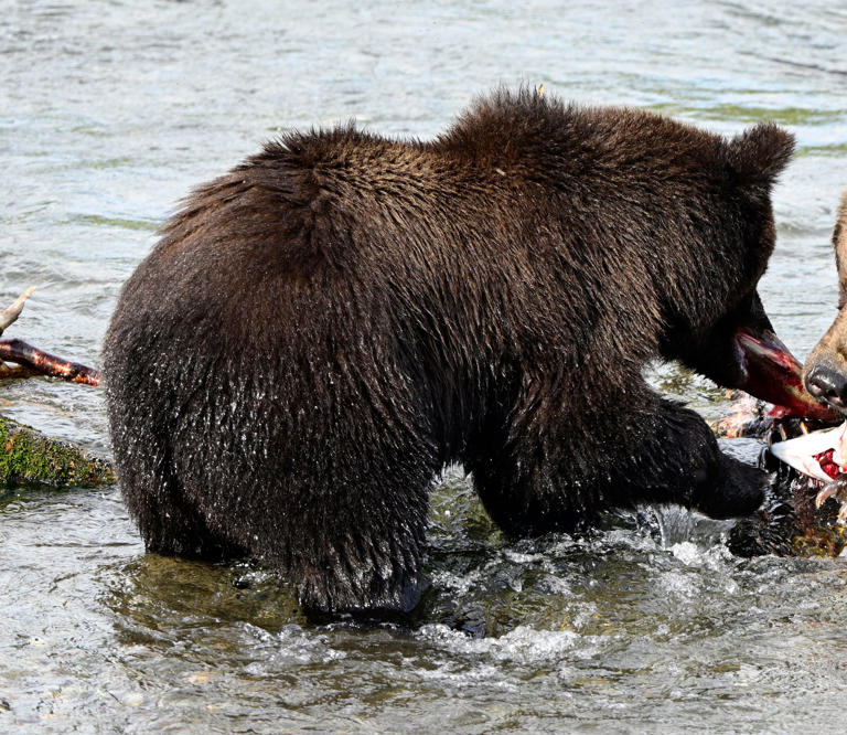 Fat Bear Week 2025 Bracket: Meet the contestants
