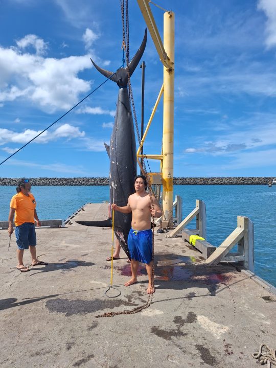 Big fish photos: Father and son reel in 650 lb. marlin off the coast of ...