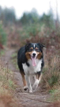 Raw and Unfiltered Dog Footage - Cuteness in Its Purest Form