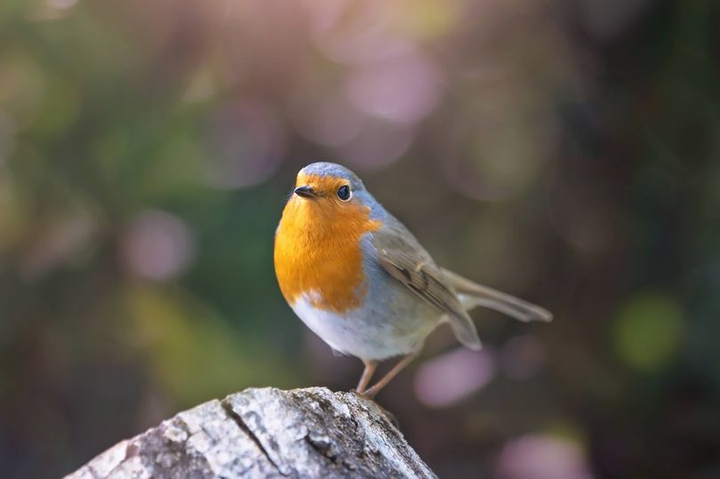 Robins love your garden if you put their food in exactly one place