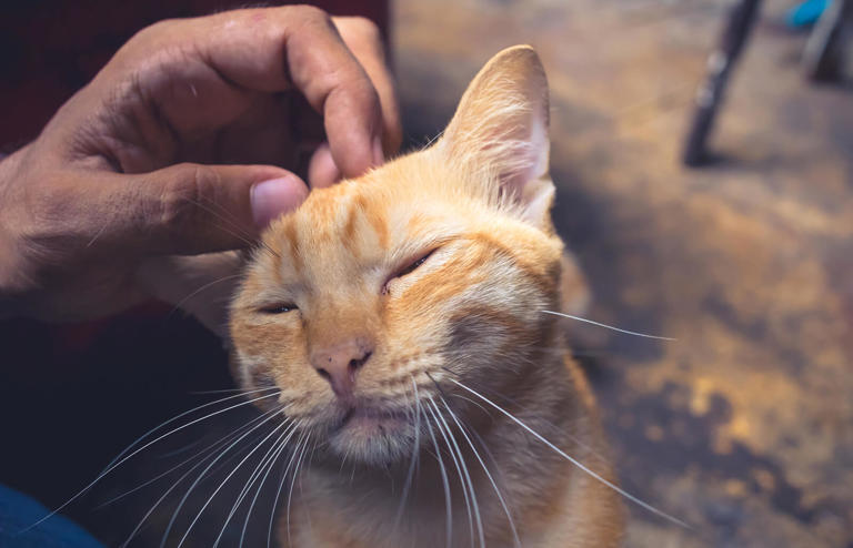 What to Do If You Find a Stray Cat