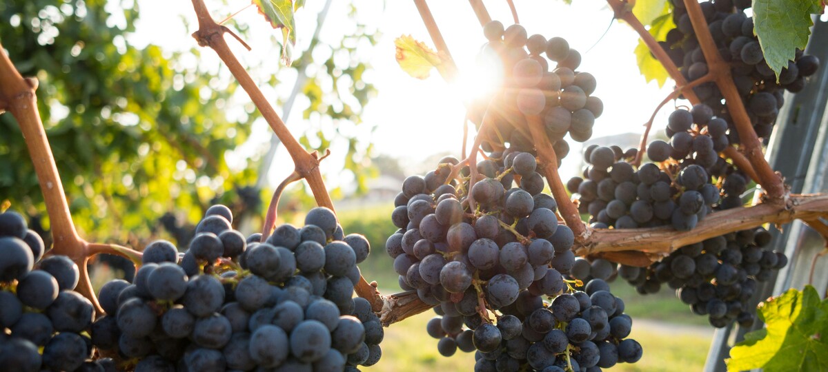 Wine -- An Appellation Primer