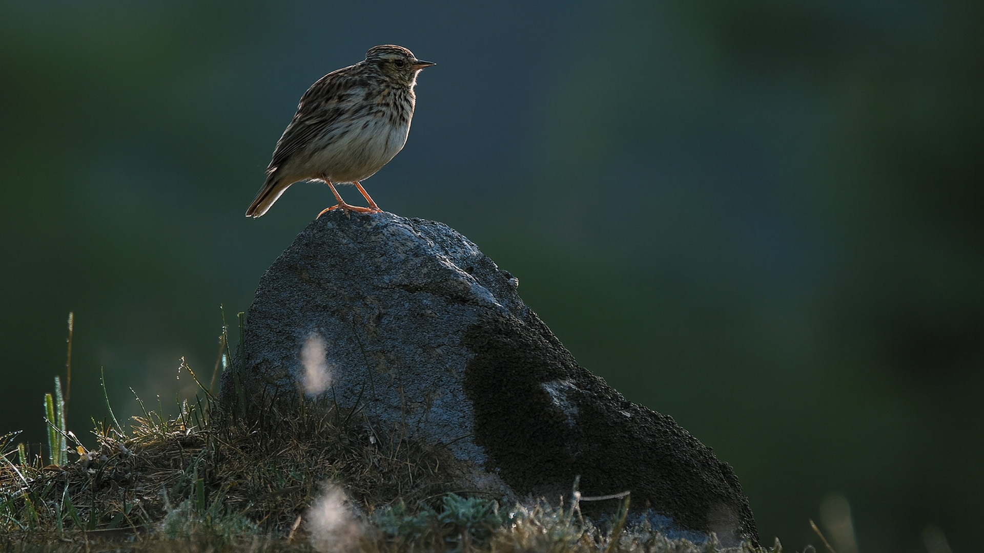 Bird Sounds in Nature