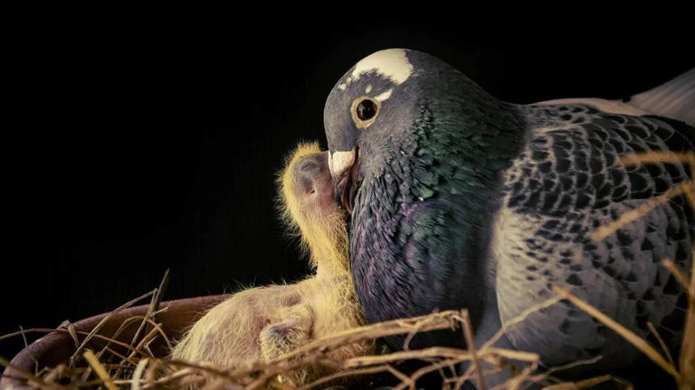 Maternal instincts: 3 species of birds that feed 'milk' to their baby ...