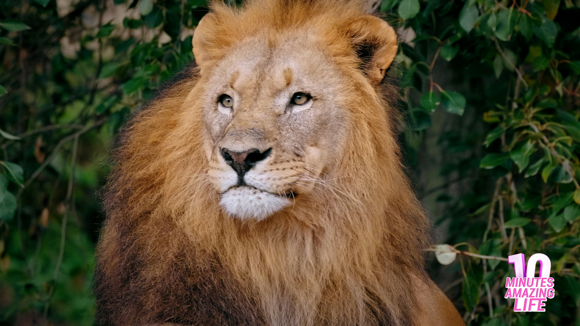 African Lion Watching Over His Territory