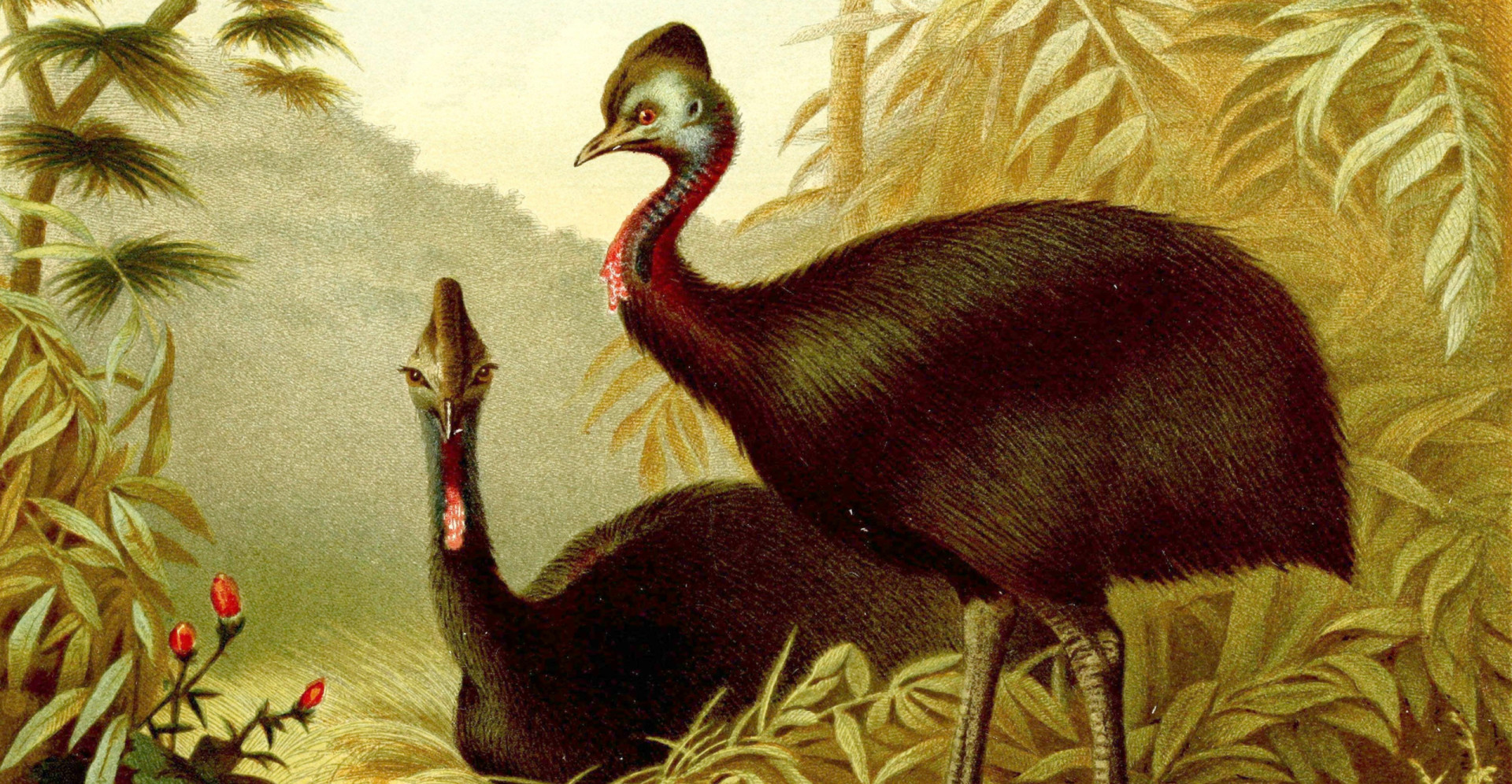 Meet nature's most intimidating bird