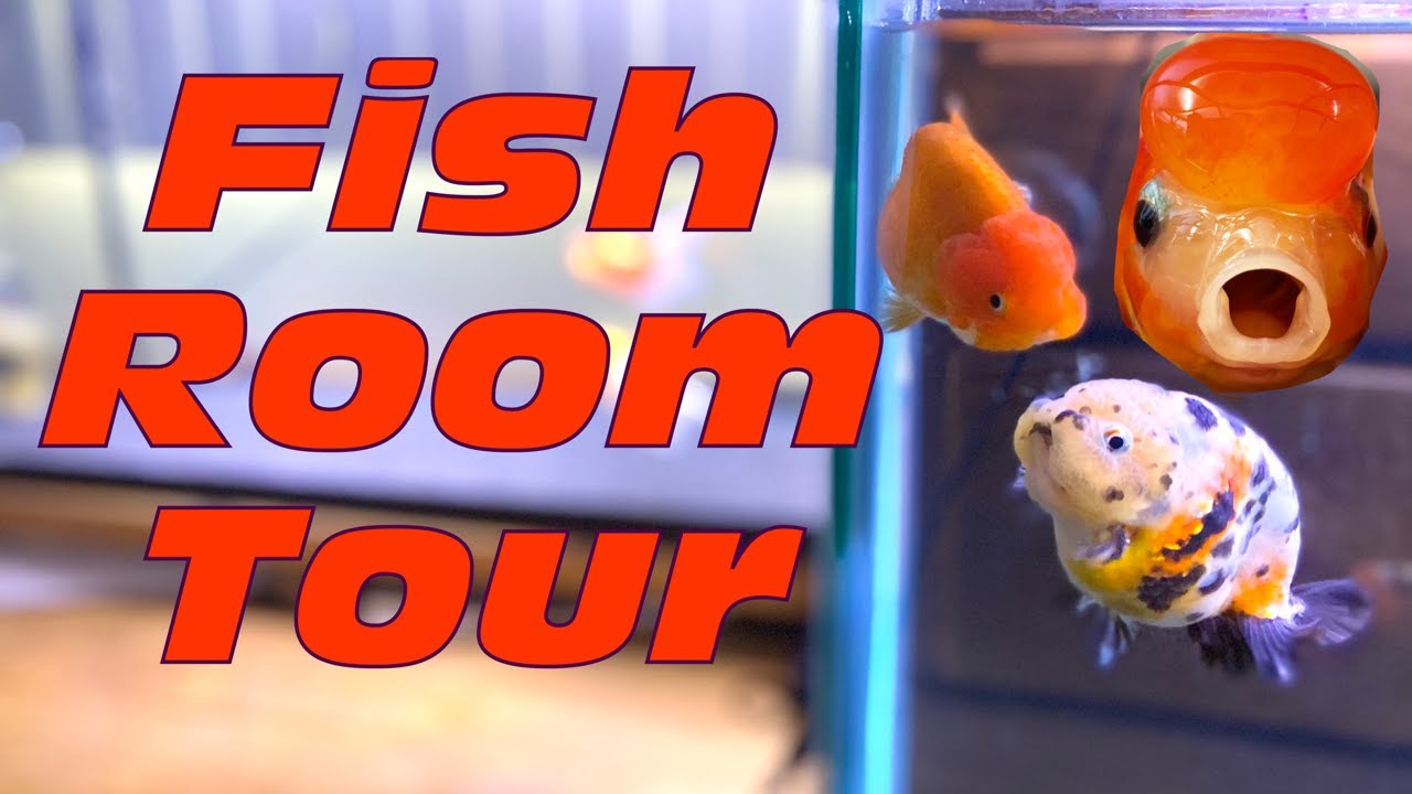 Fat Goldfish Room Tour: A Look Inside My Indoor Goldfish Tanks