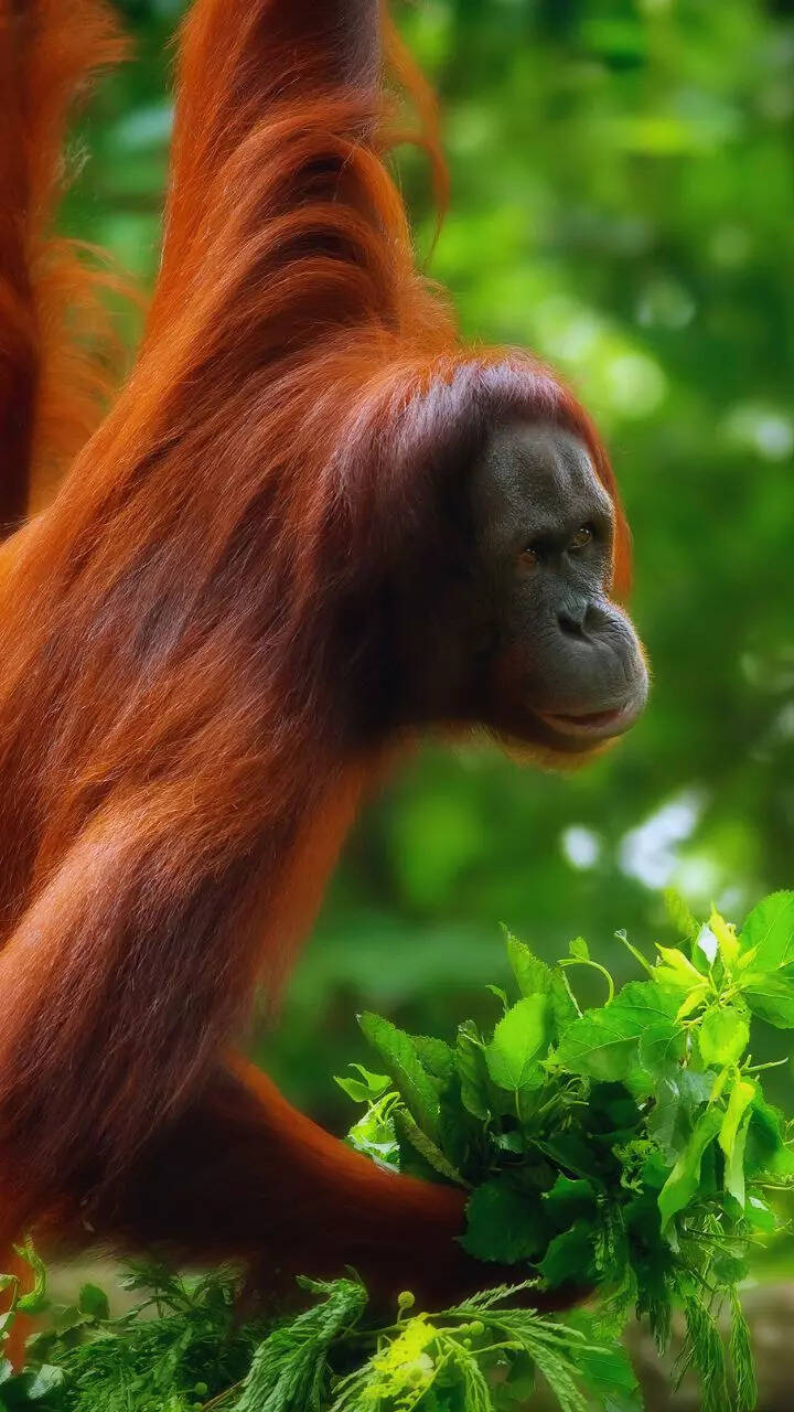 Unique animals you can only spot in the jungles of Indonesia
