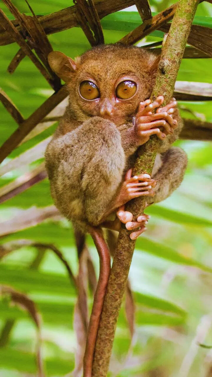 Unique animals you can only spot in the jungles of Indonesia