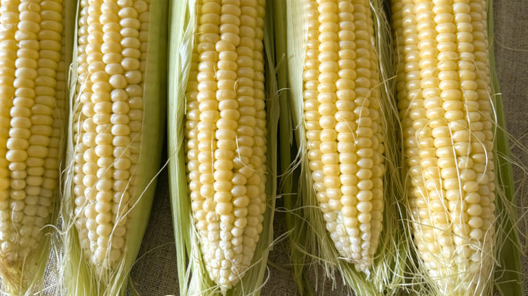 Stop Accidentally Sabotaging Your Corn Nugget Batter. What You're Doing ...