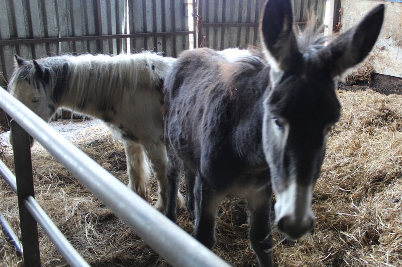 Evil farmer kept 450 animals in such vile conditions that dogs 'ate ...