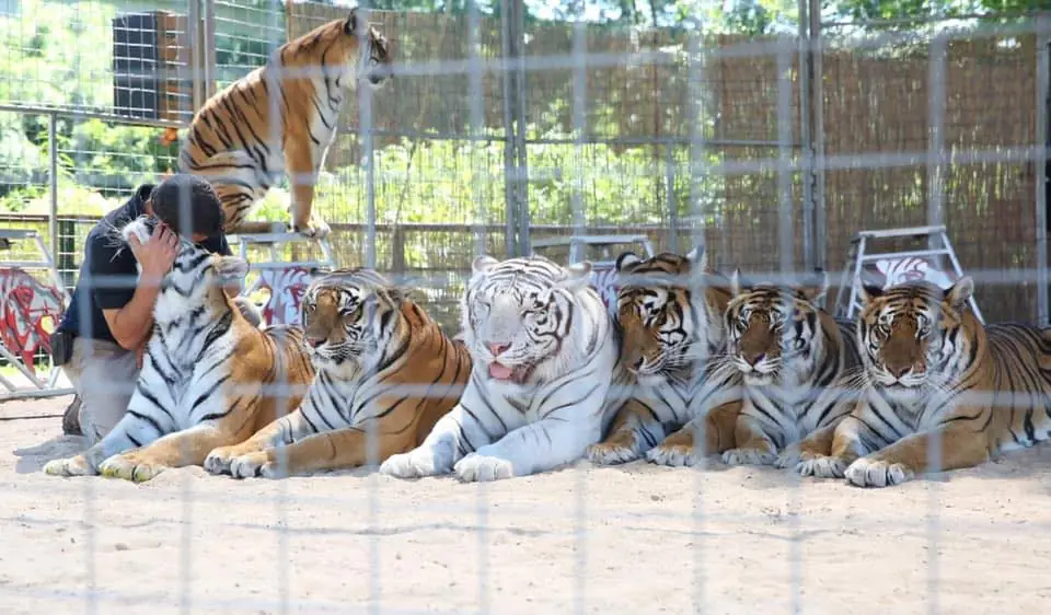 Ataque fatal: tigre mata cuidador em santuário nos EUA