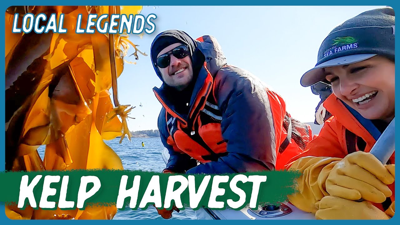 Explore how seaweed farming creates a more sustainable future