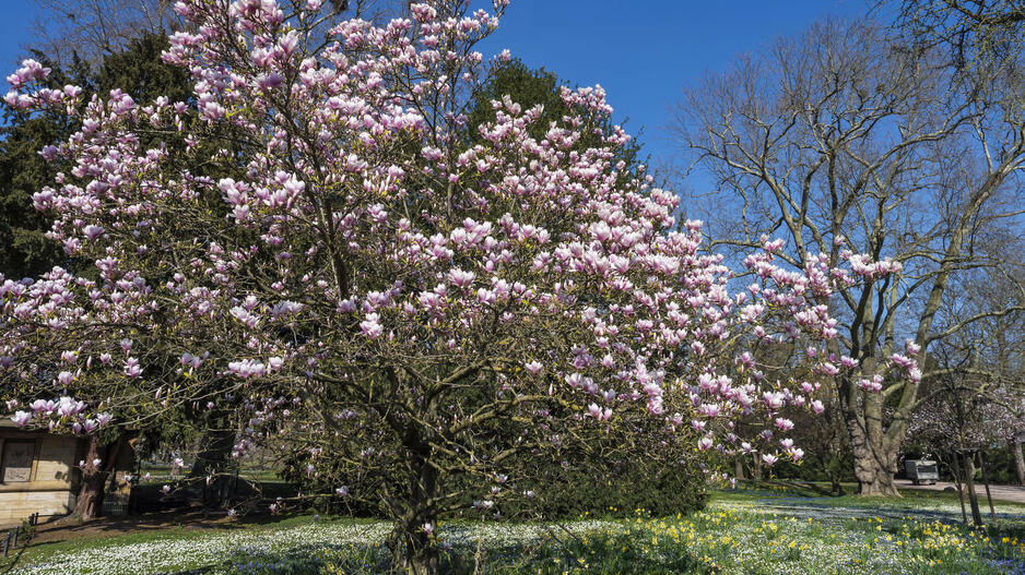 Stilvolle Magnolie Schwchelt Nach Dem Umpflanzen Ebenbild