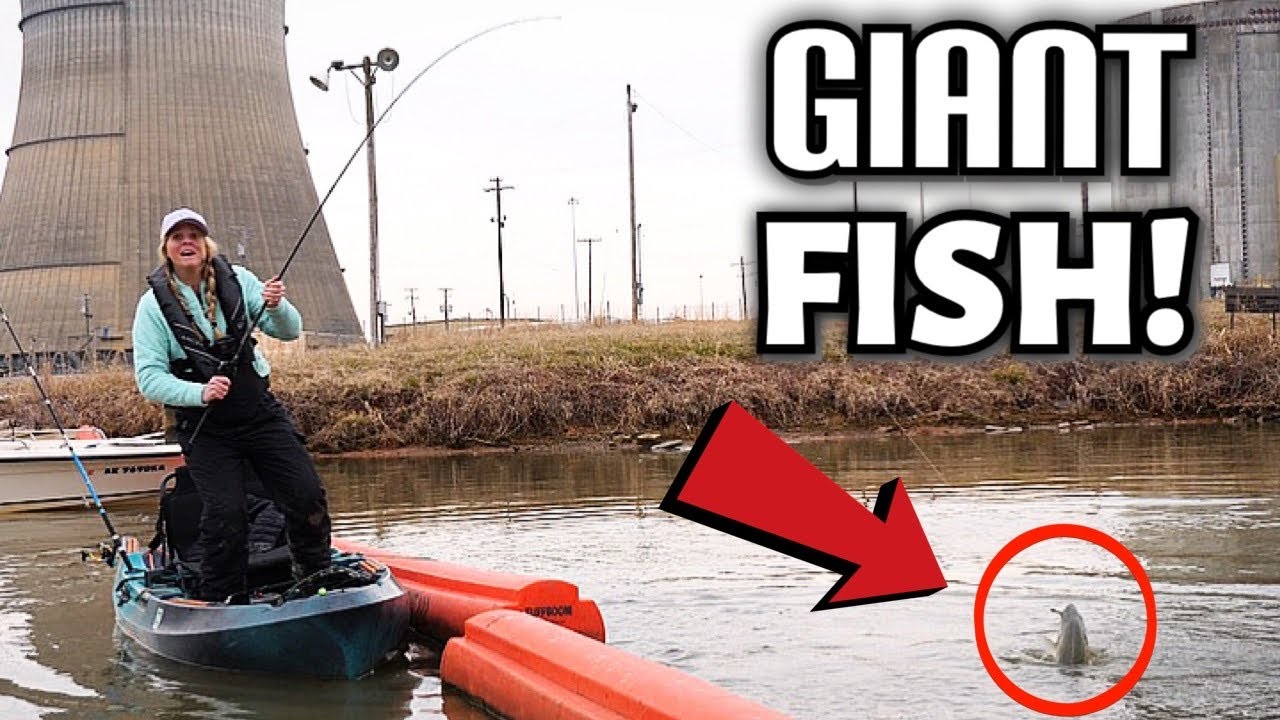 Unexpected big fish found everywhere during fishing trip