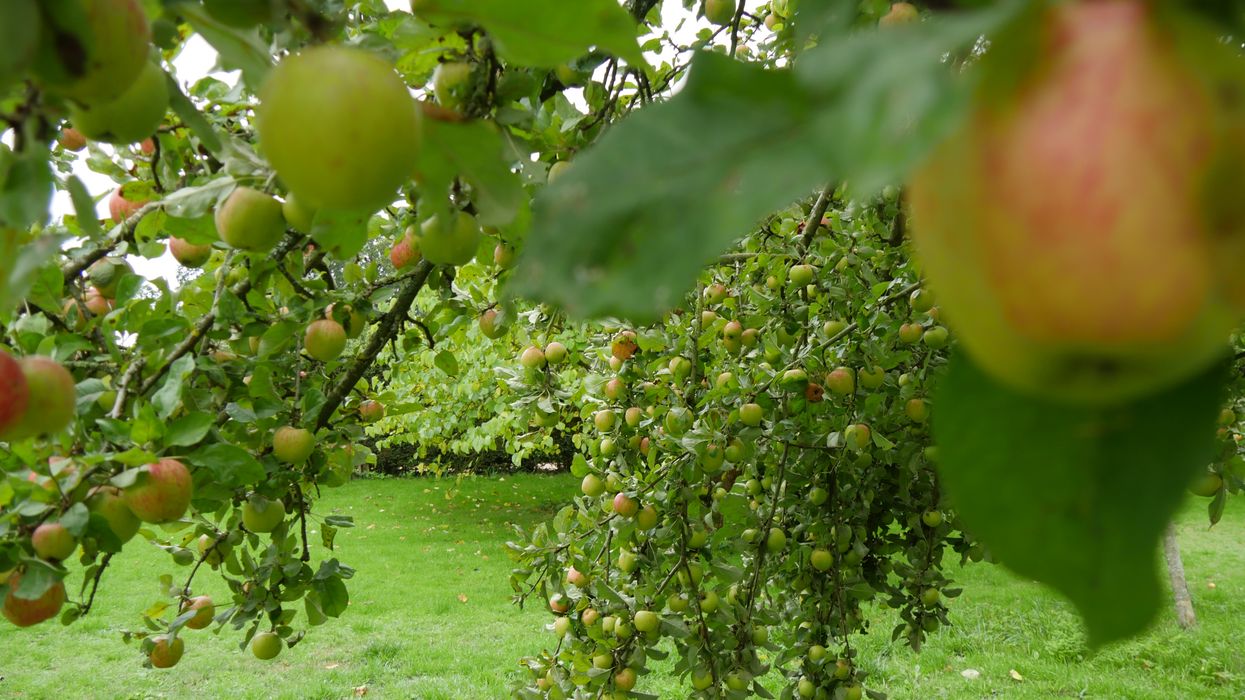 Bumper crops of apples and pumpkins despite drought and record hot summer