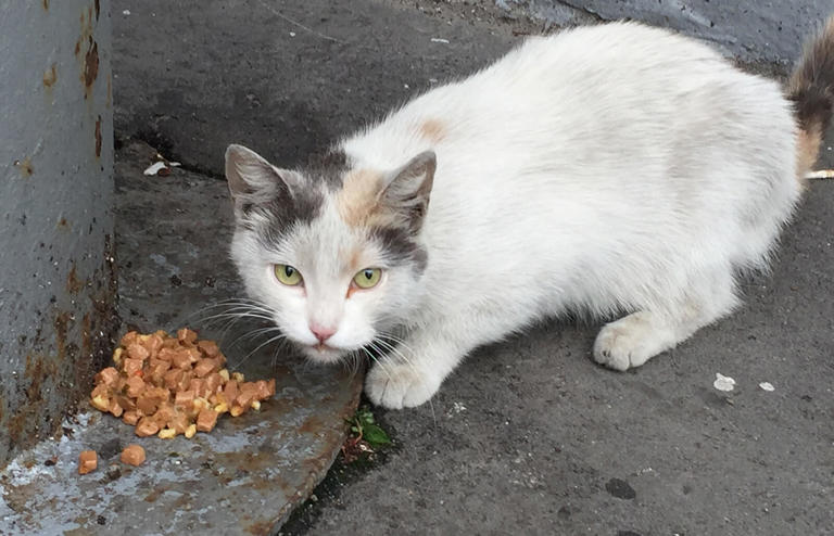 What to Do If You Find a Stray Cat