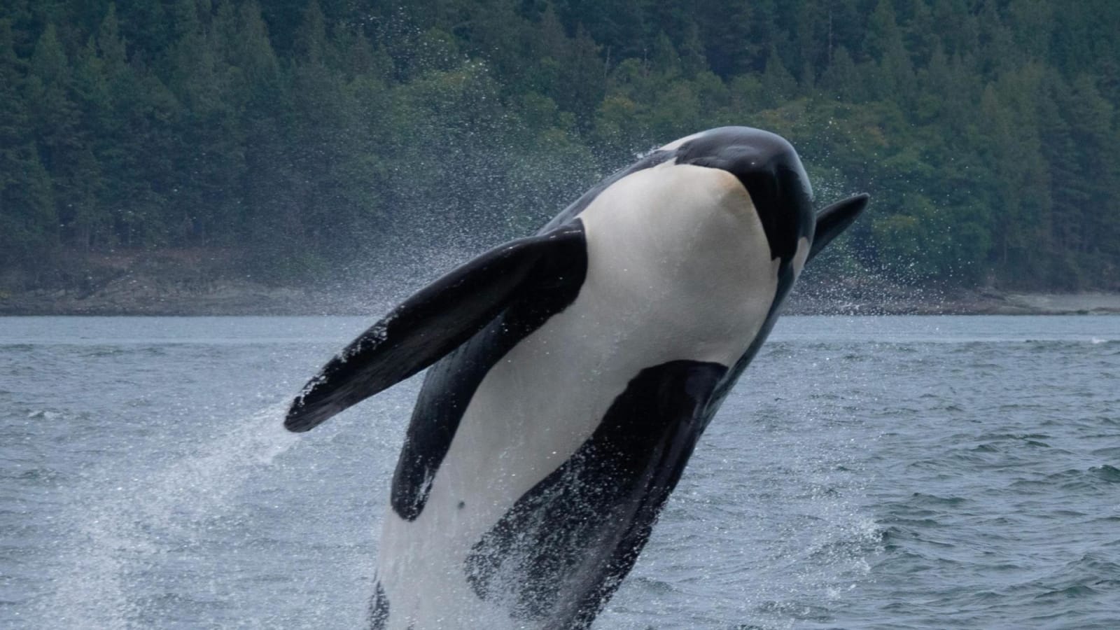 Orca Attack Video: Yacht Sinks In Portugal In Viral Clip - How Strong ...