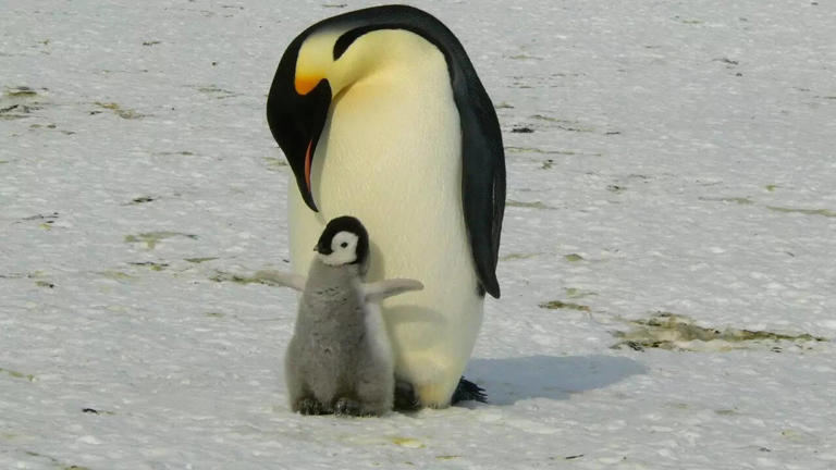 Maternal instincts: 3 species of birds that feed 'milk' to their baby ...