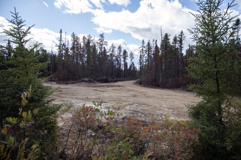 Blackened trees and silence at site of New Brunswick's largest summer ...