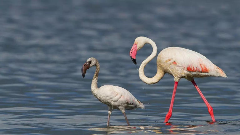 Maternal instincts: 3 species of birds that feed 'milk' to their baby ...
