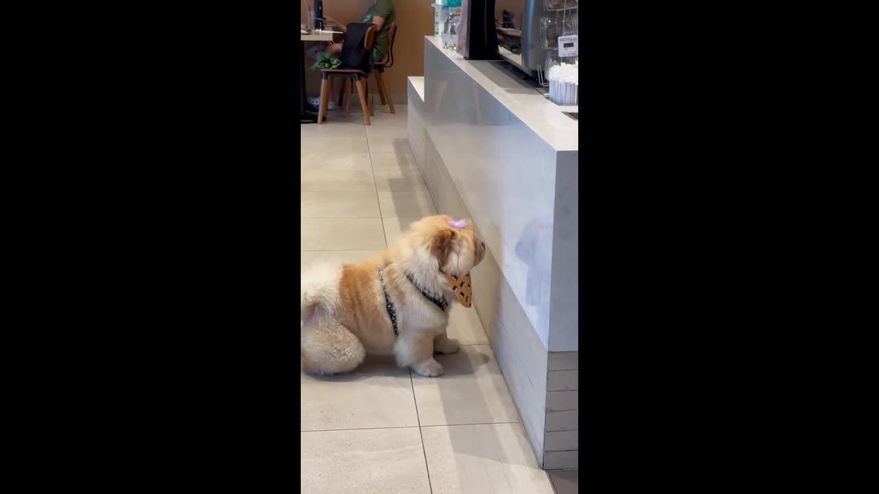 Puppuccino, sir? Pet dog waits at counter for coffee