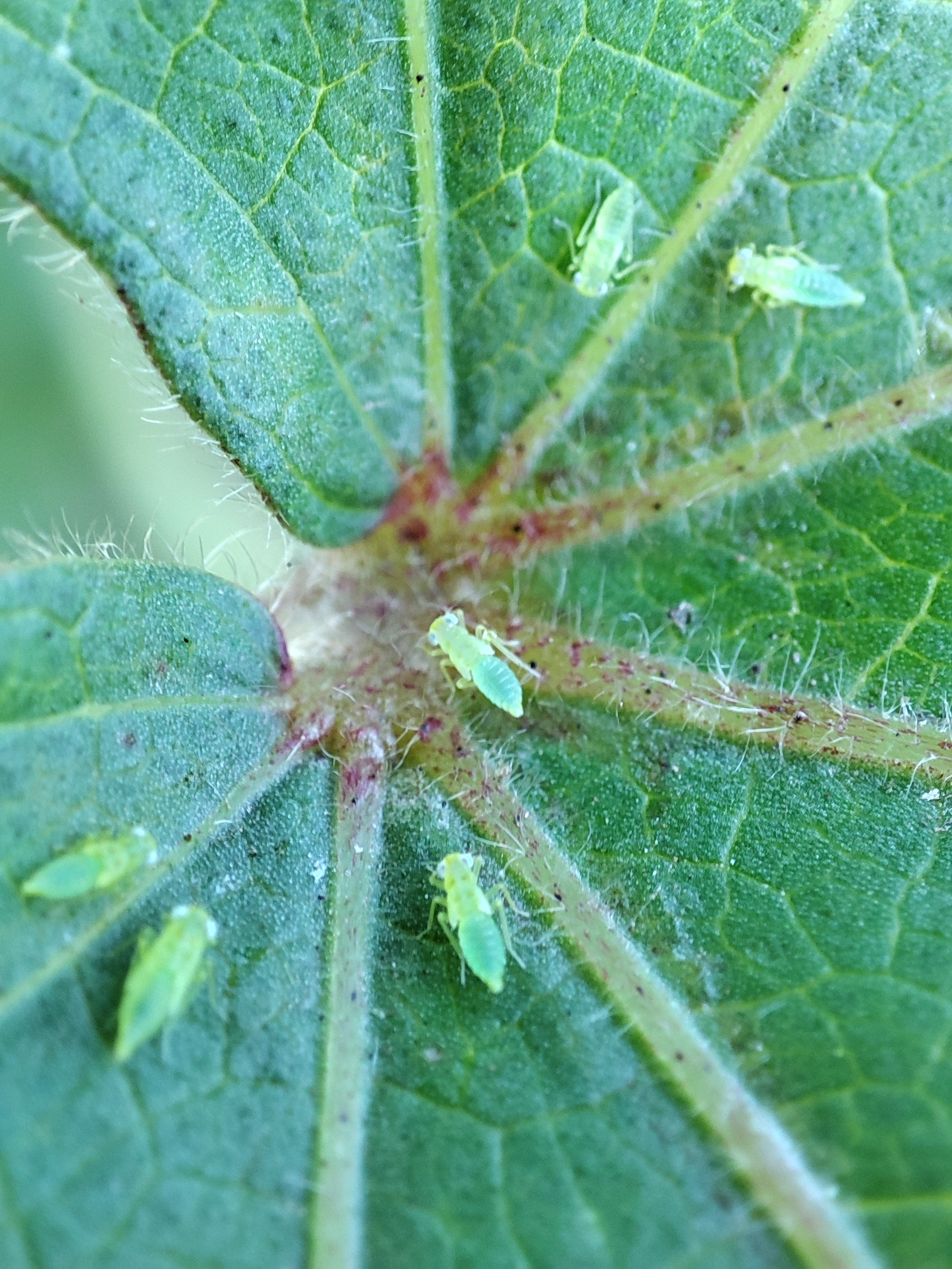 These invasive green bugs are not welcome guests in Texas