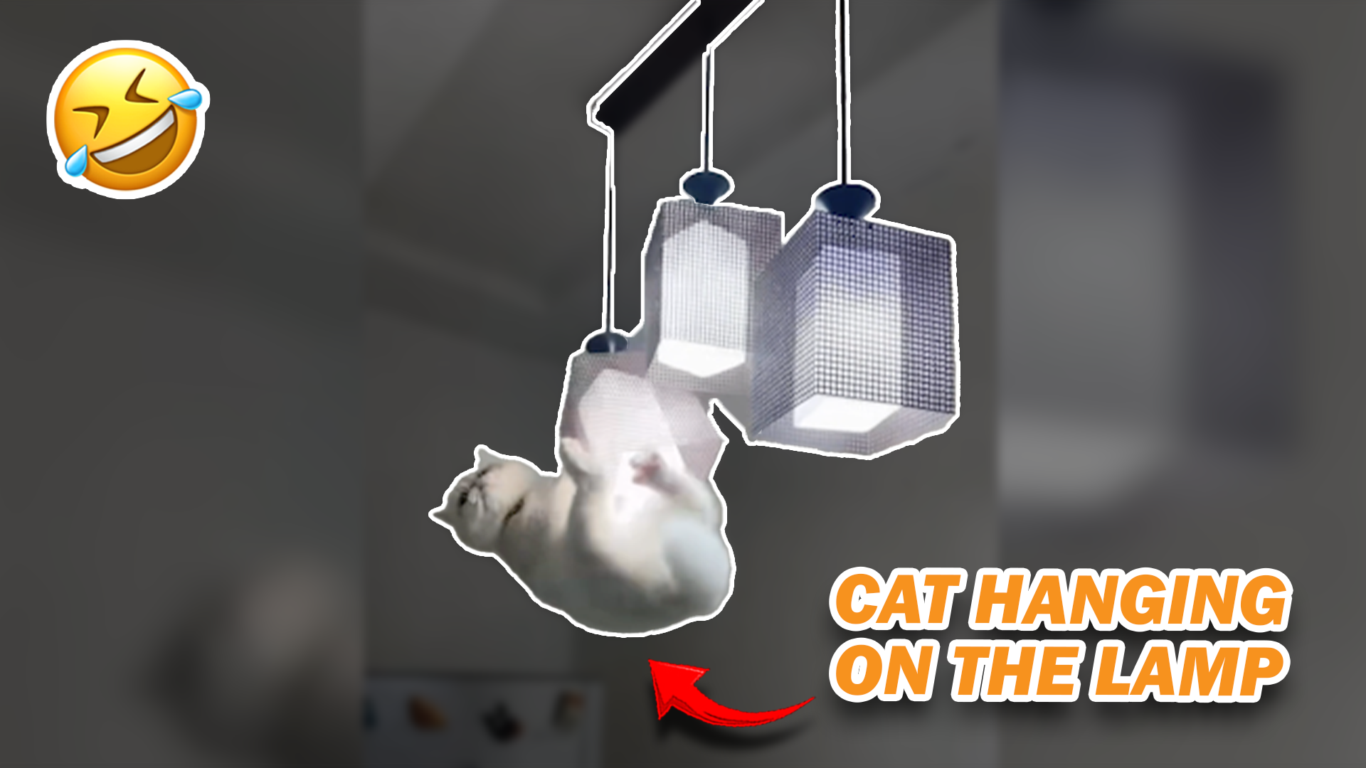 Funny Cat Video Compilation