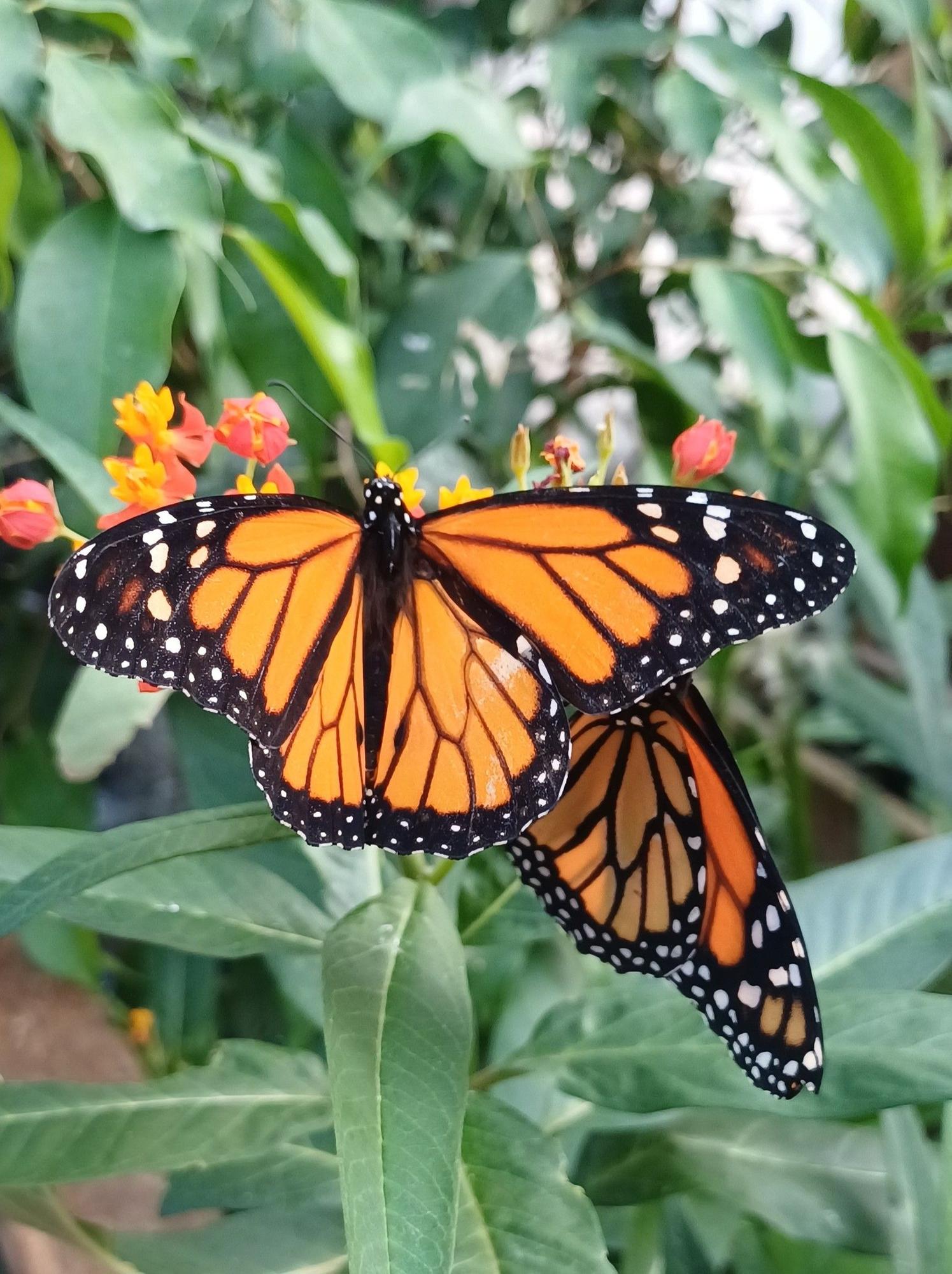 Celebrate the amazing migration story of the ‘Monarch Butterfly’ at ...
