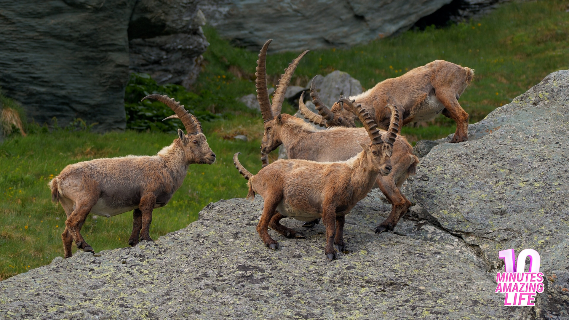 Alpine Ibex Climbing the Rocky Slopes
