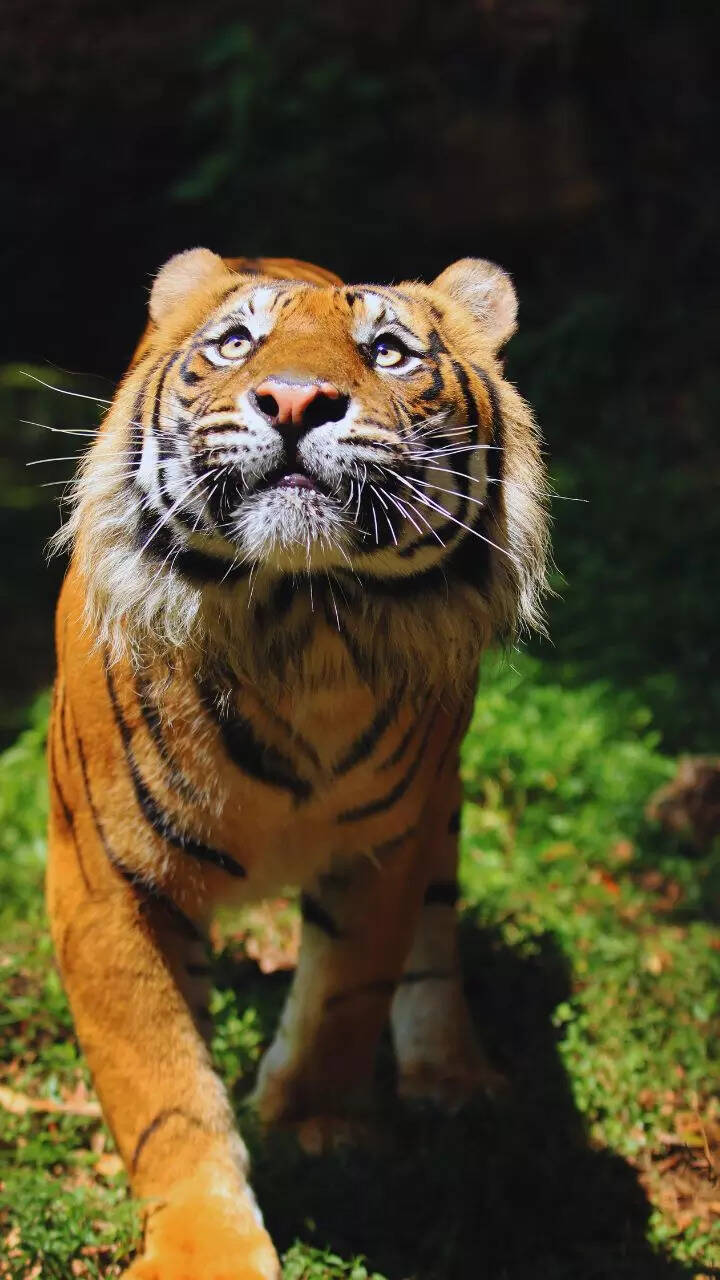 Unique animals you can only spot in the jungles of Indonesia