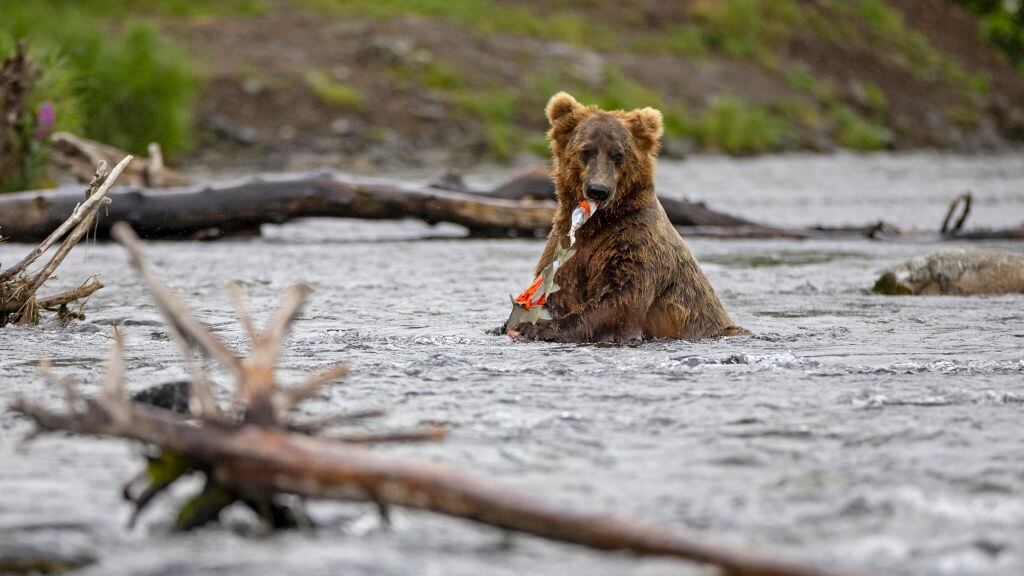 Fat Bear Week 2025: How to vote, who are the contenders?