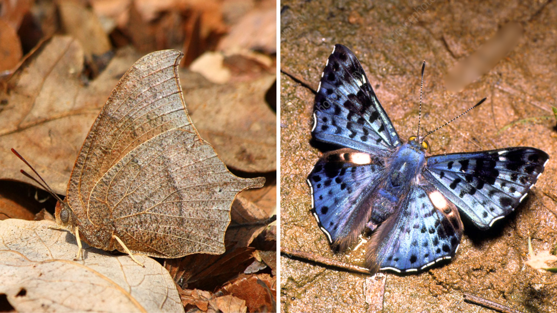 20 Unique Butterflies You Might Not Know
