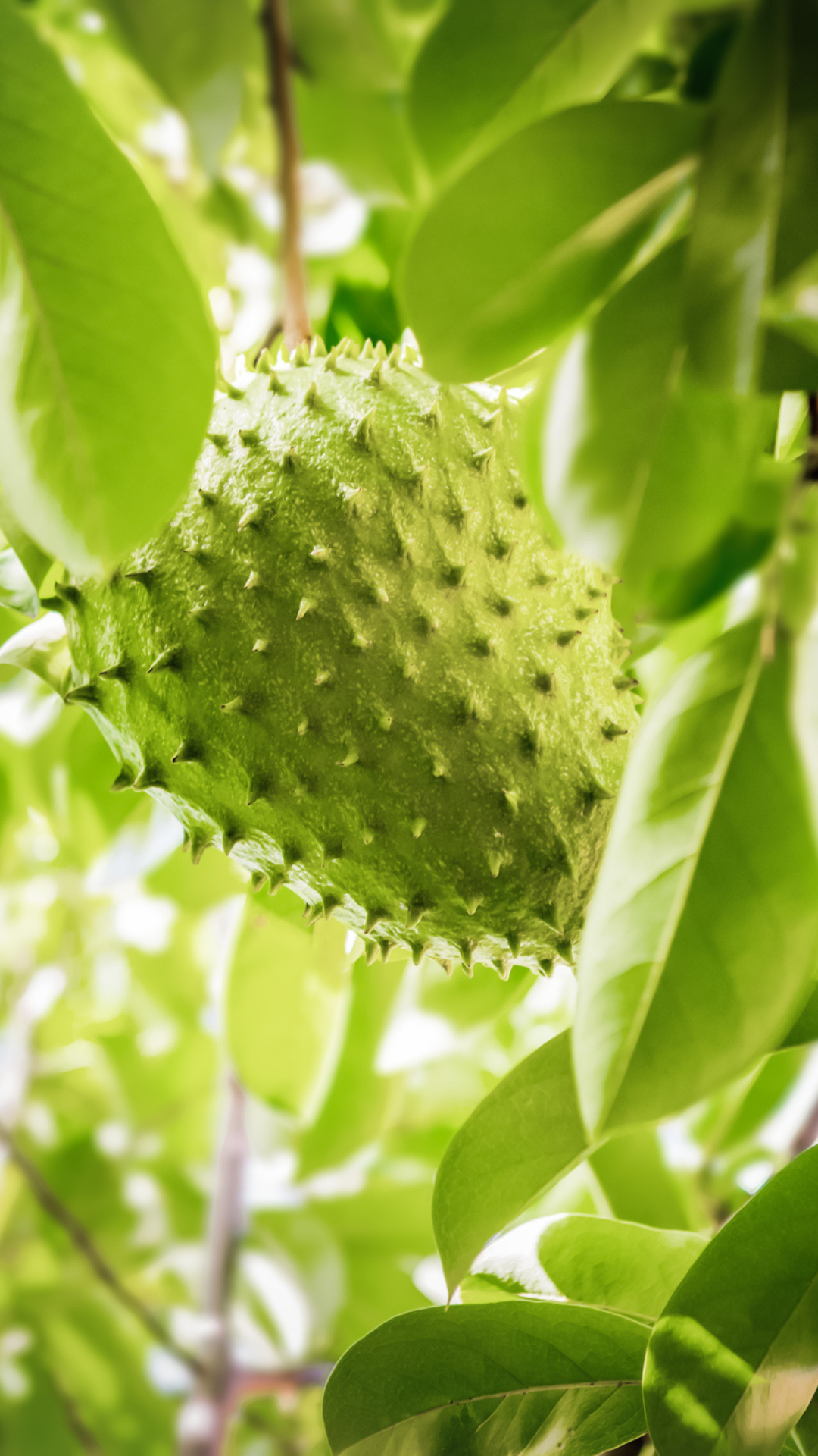 9 exotic fruits that boost energy naturally and keep you active