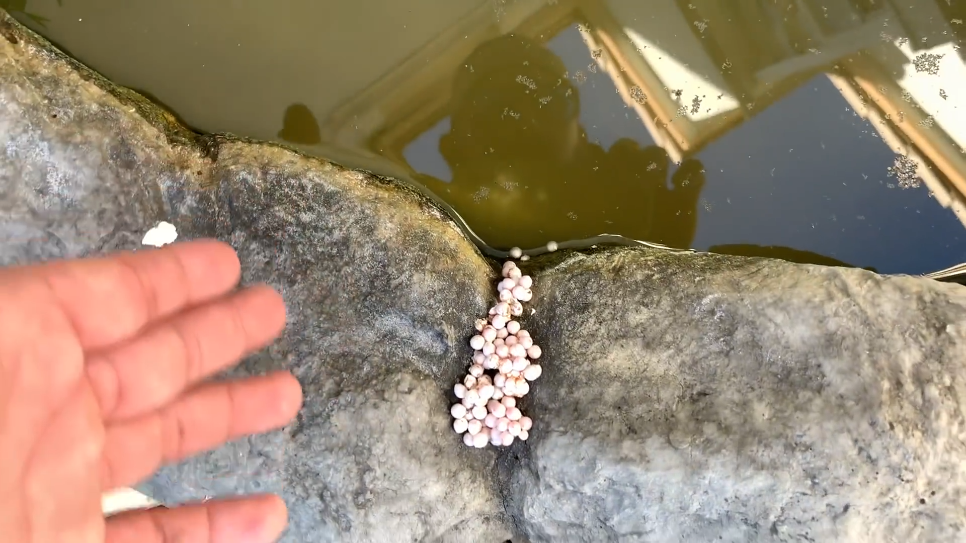 Poisonous Pink Eggs Discovered In Green Water