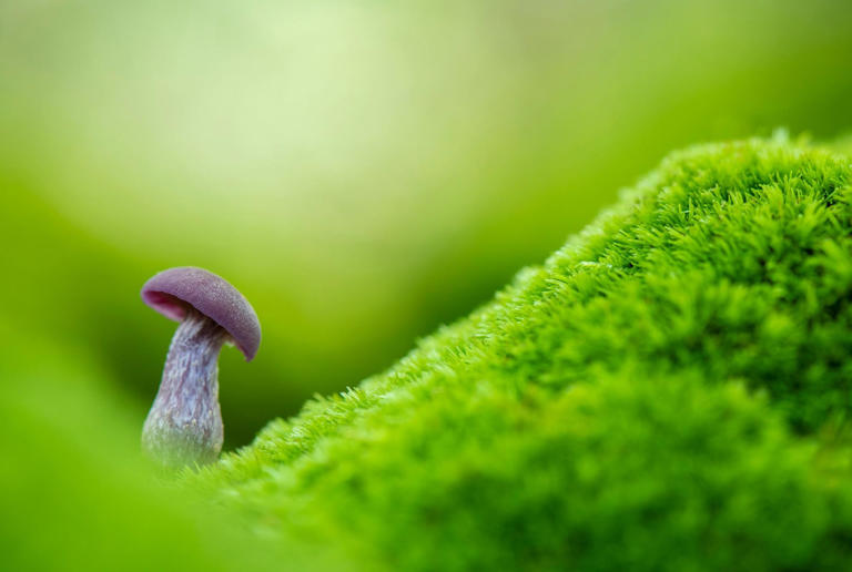 A small step into the kingdom of fungi with Anna Allum from RSPB ...